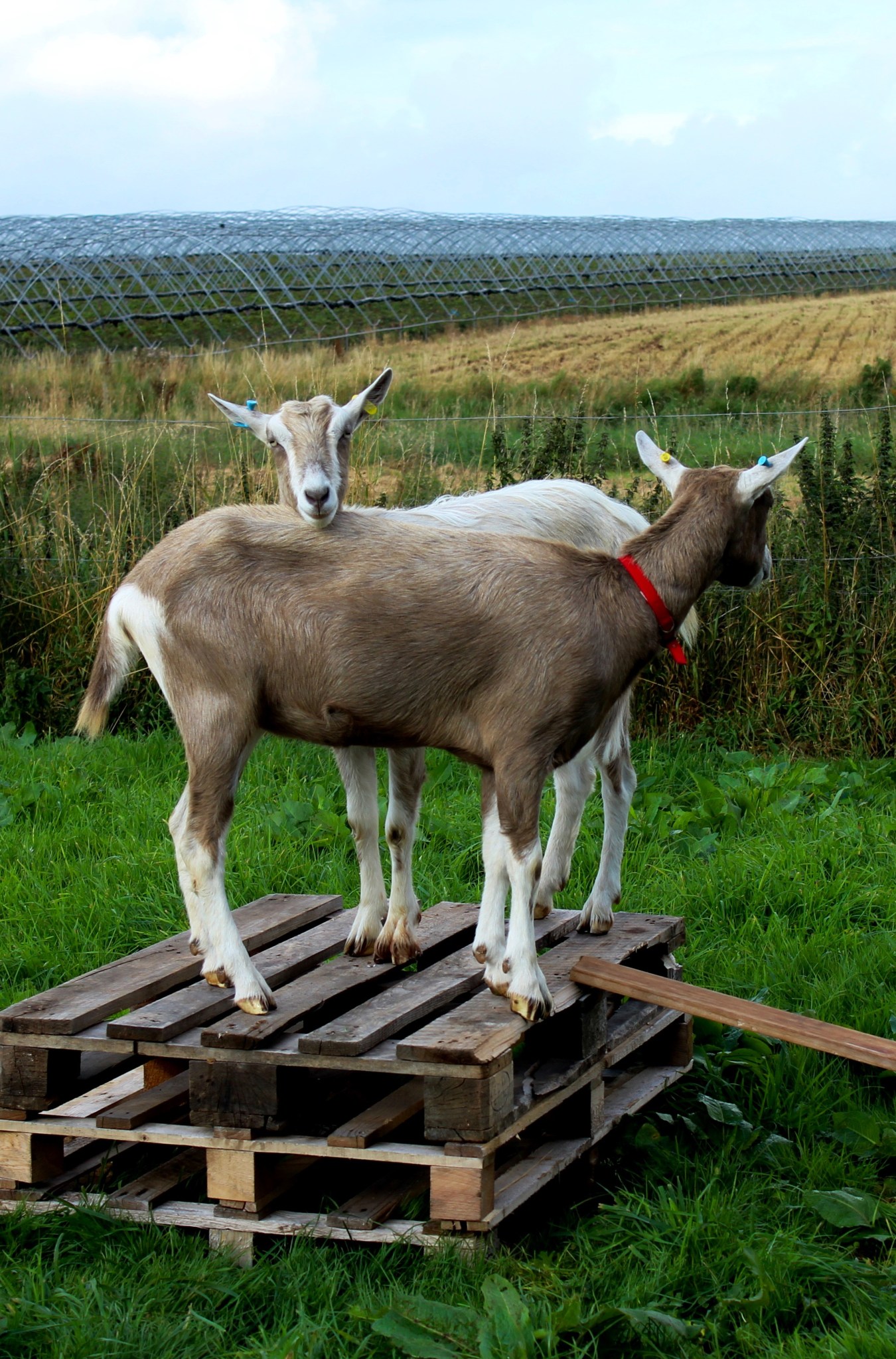 Meeting Goats. – Well Travelled Lass